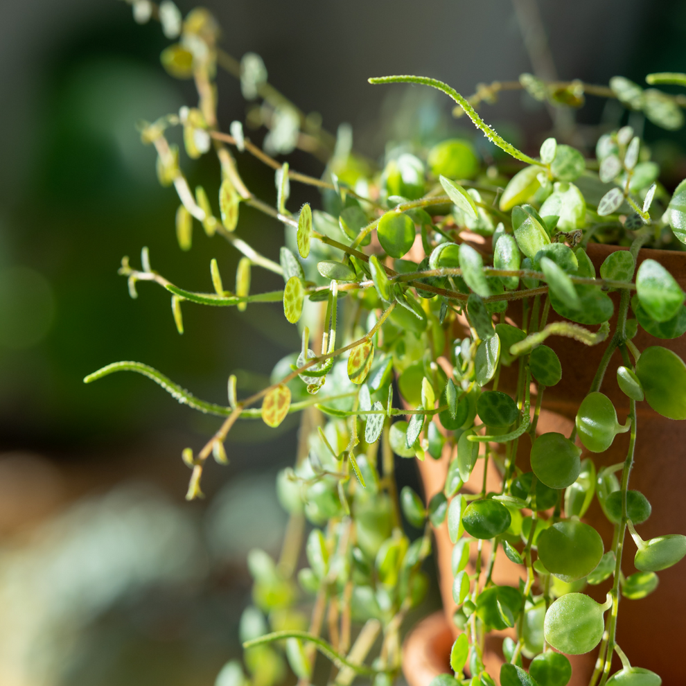 Buy Peperomia Prostrata String of Turtles | Live Houseplant