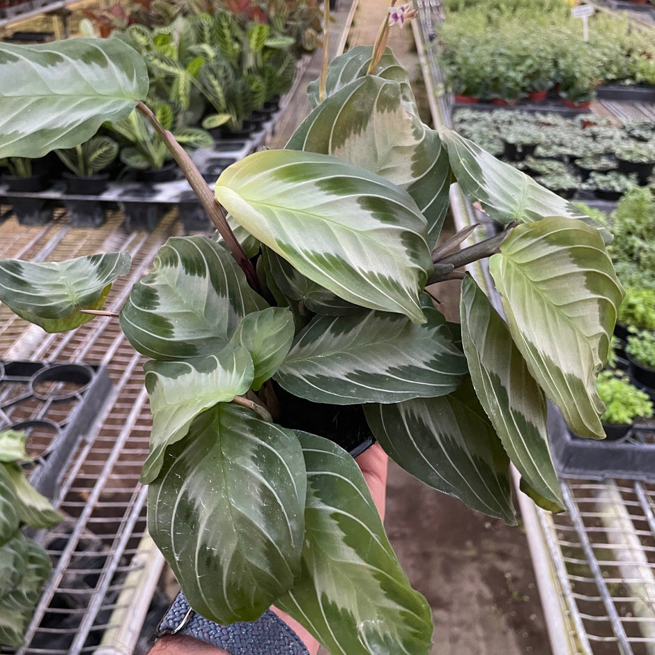 Pet Friendly Houseplants