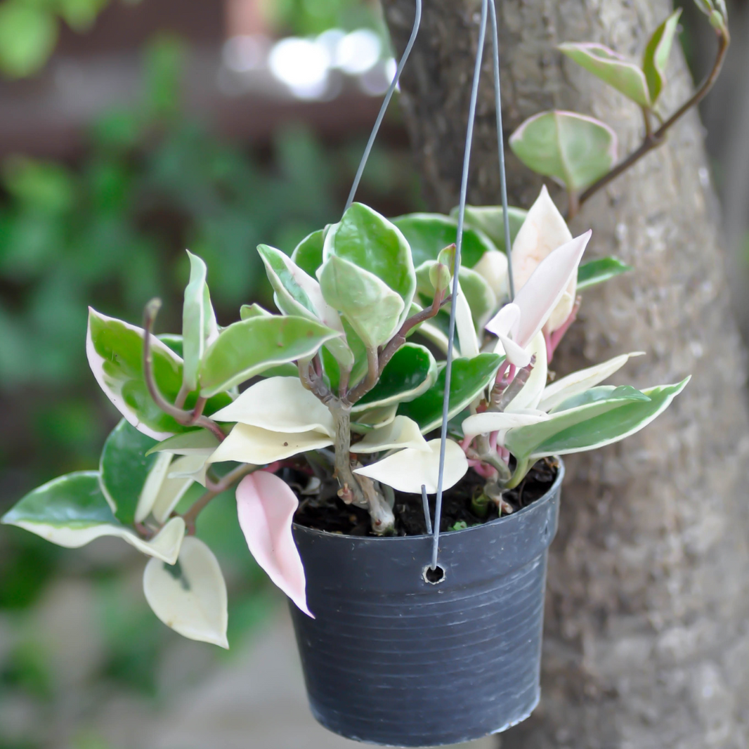 The Ultimate Guide to Aeschynanthus (Lipstick Plant): Care, Tips, and