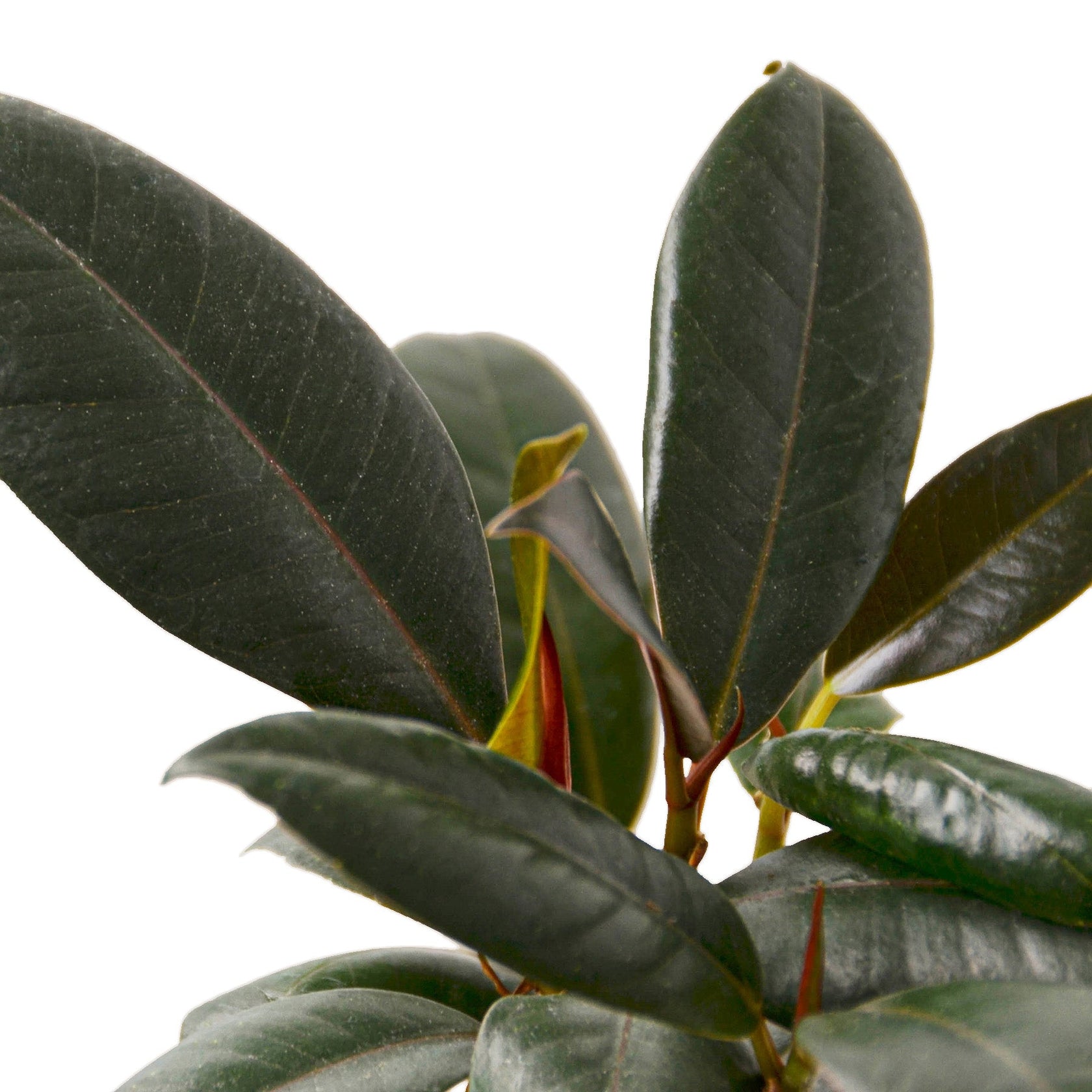 Buy Ficus Elastica Burgundy | Live Ficus Houseplant