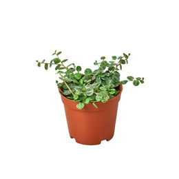 Buy Peperomia Prostrata String of Turtles | Live Houseplant