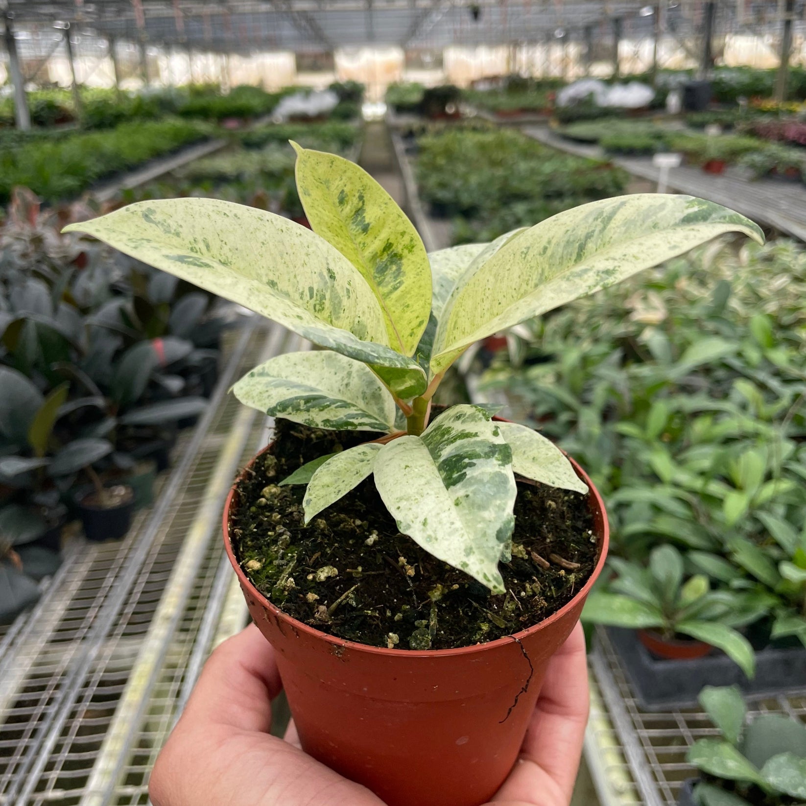 Buy Rare Ficus shivereana (Moonshine) | Live Indoor Plant