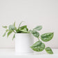Buy Pothos Silver Splash | Scindapsus Pictus for Sale